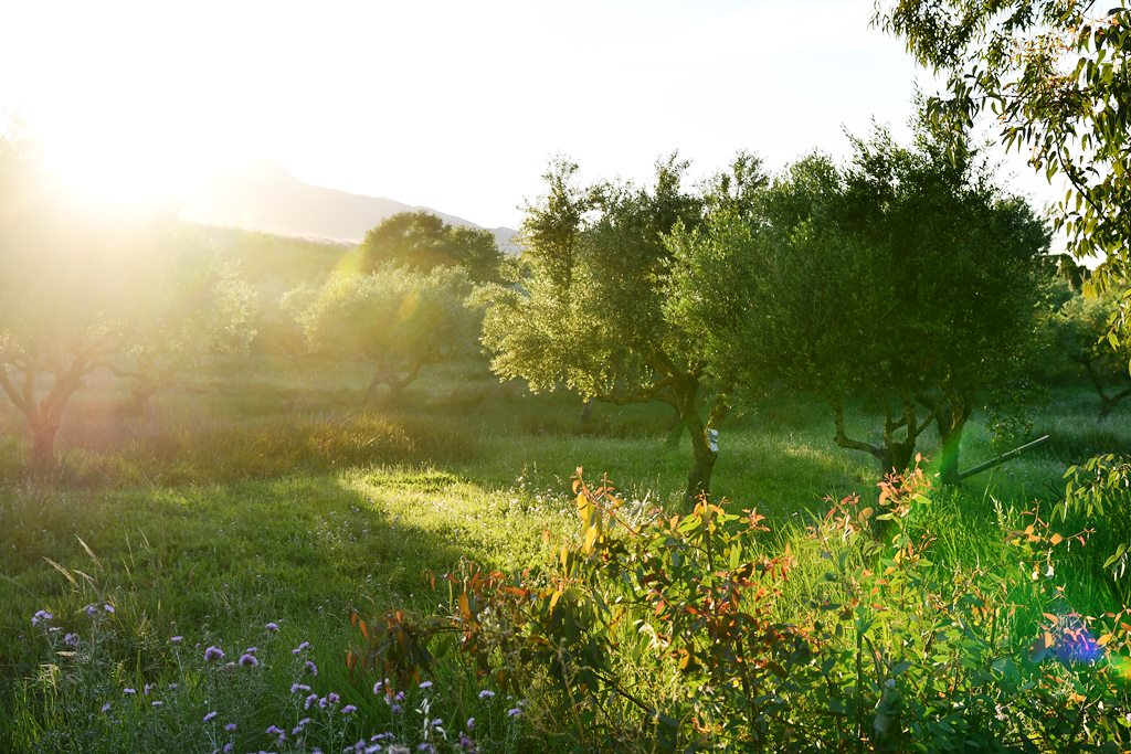 7 Tips And Tricks To Help You Build A Cheap, But Beautiful Orchard